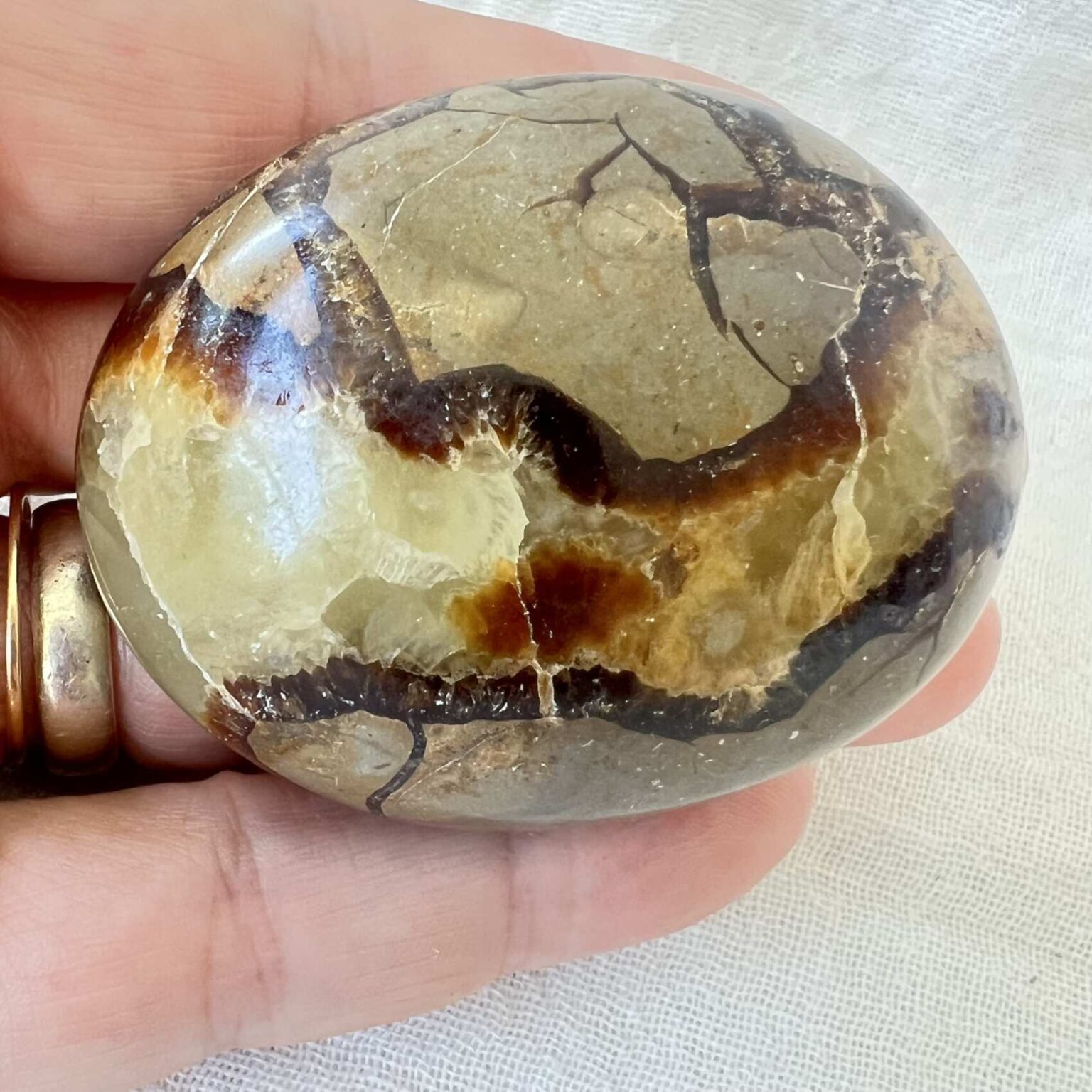 Septarian - The Hidden Gem